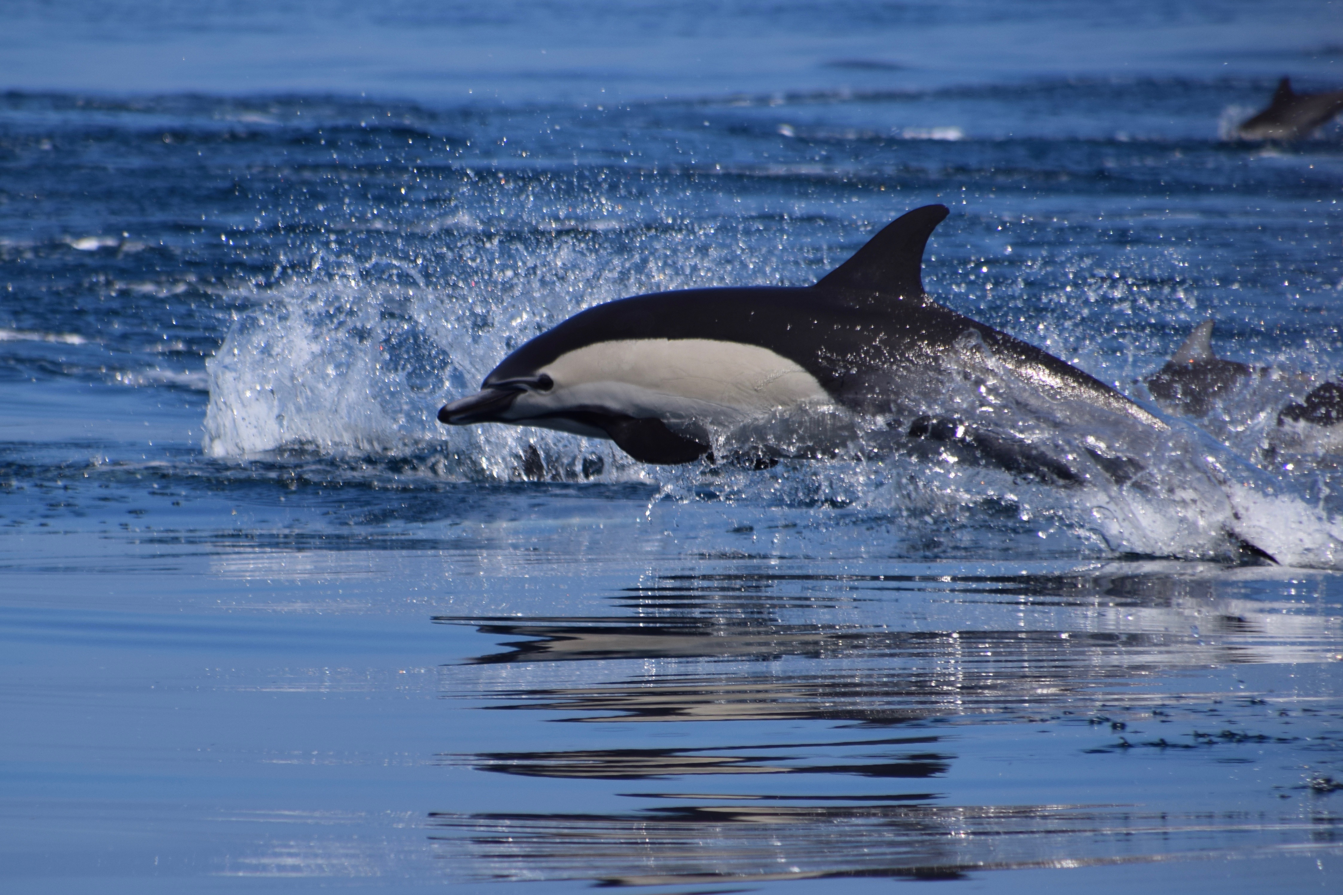 DSC_0776 - The Dolphin Swim Club
