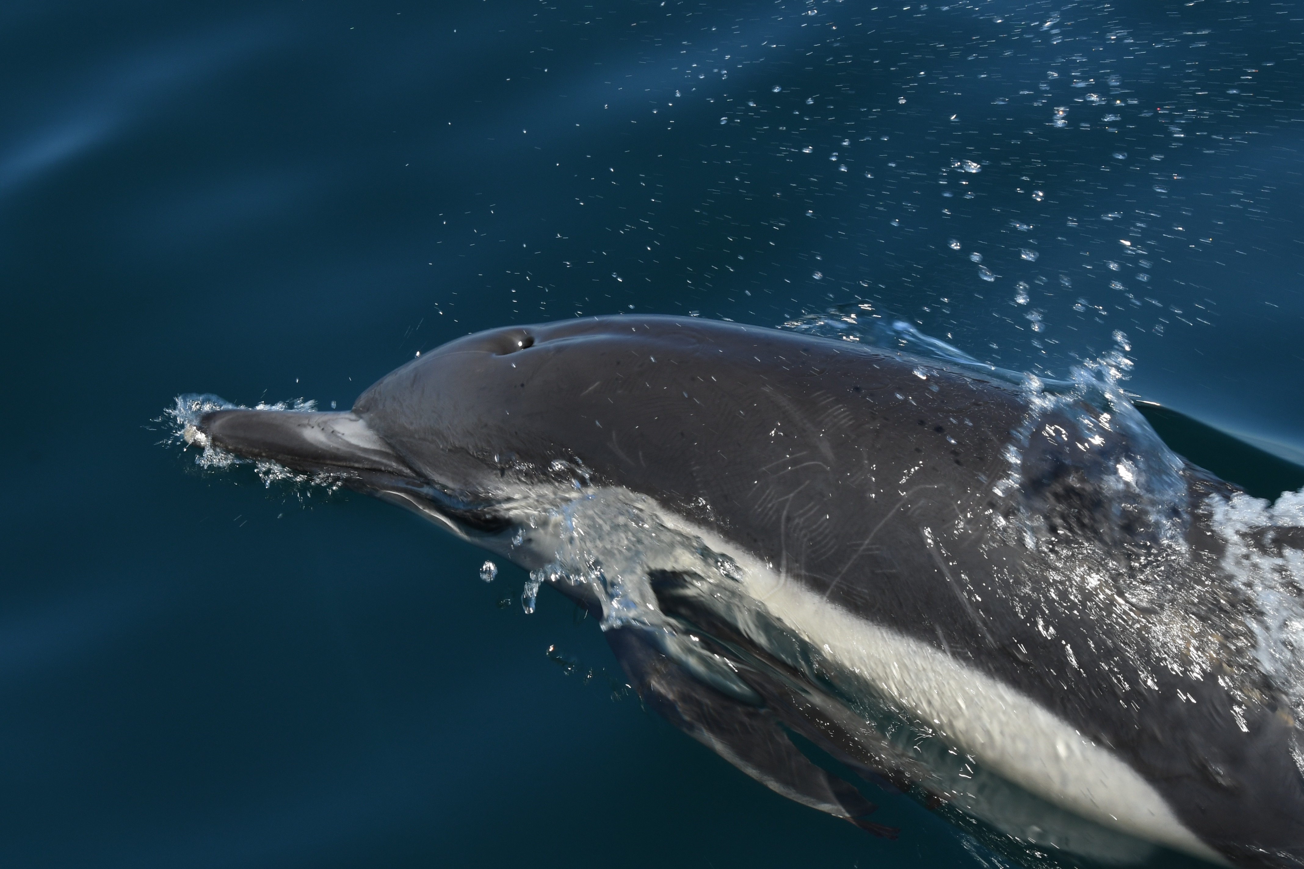 DSC_2199 - The Dolphin Swim Club