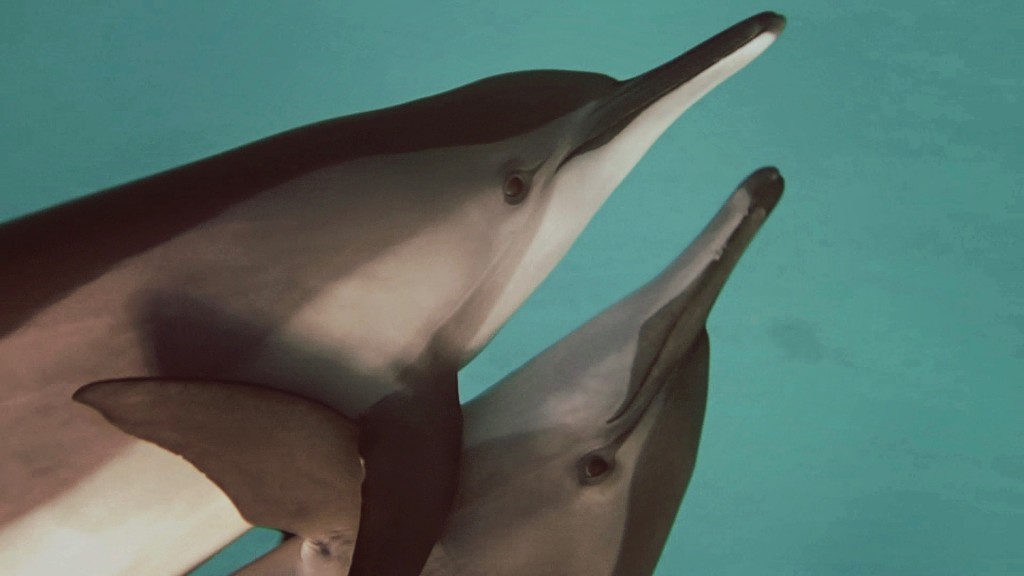 About the magic of dolphins… - The Dolphin Swim Club